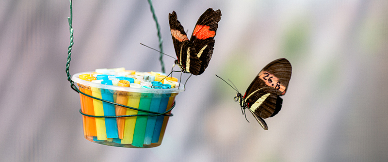 Biólogos evolutivos identifican un gen que influye en el comportamiento ...