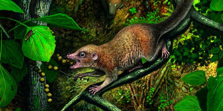 Ecological radiations of mammals: Before and after the K/Pg mass extinction | Universidad del ...